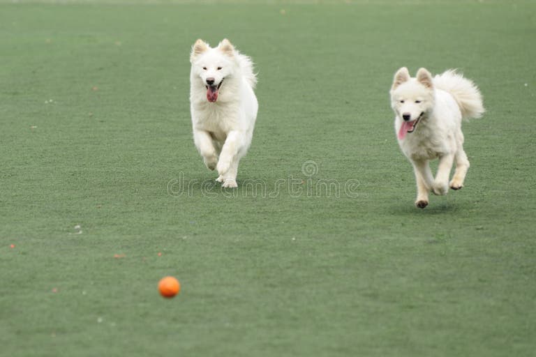 Two dogs chasing ball stock photo. Image of breed, running - 19351382