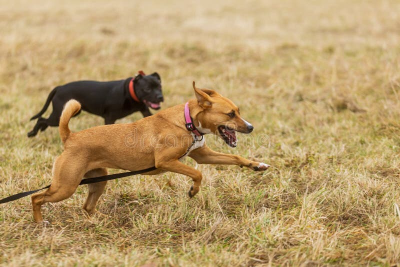 Two Dogs Chasing Each Other in the Meadow with a Leash Wagging Behind ...