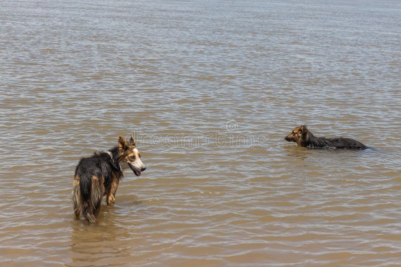 Two Dogs Cooling Off in the River Stock Photo - Image of beach, splash ...