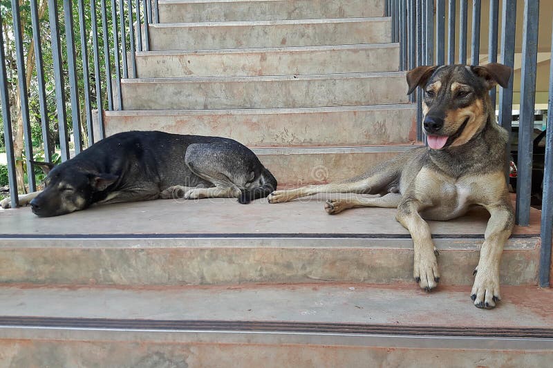 Two Dogs Crouch on the Floor. Stock Image - Image of life, ground ...