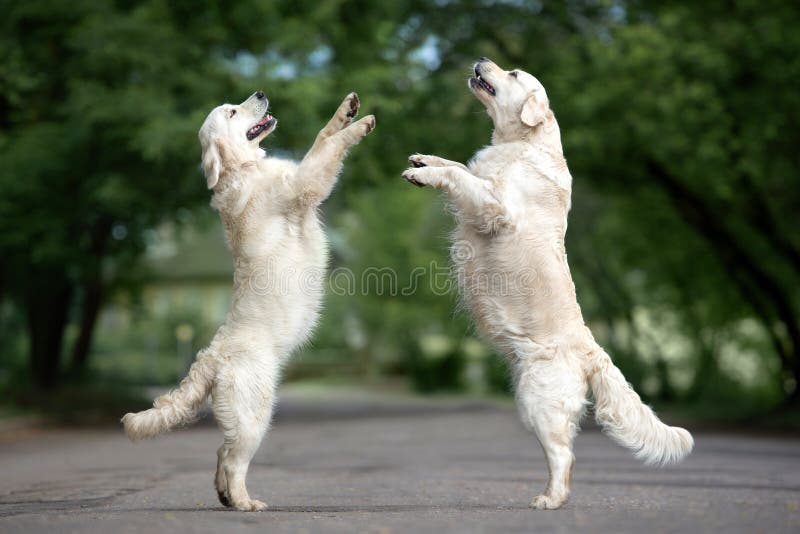 Two Dogs Dancing on the Street Stock Image - Image of smile, green ...