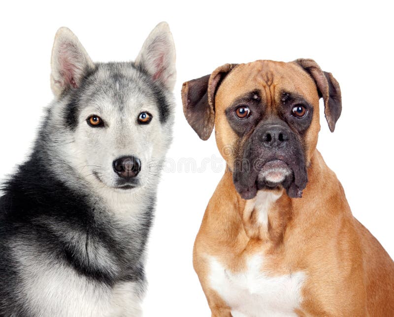 Two husky dogs stock photo. Image of pets, isolation - 12967172