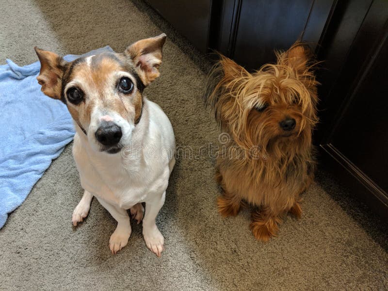 Two Dogs of Different Colors of Fur Who are Sitting Stock Image - Image ...