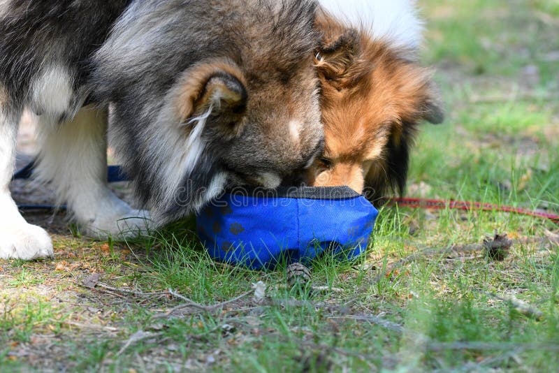 Two Dogs Drinking from the Same Water Bowl Stock Photo - Image of home ...