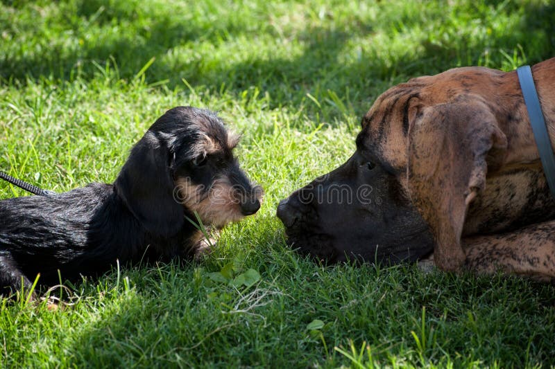 Two Dogs Face To Face on the Grass Stock Photo - Image of relationship ...