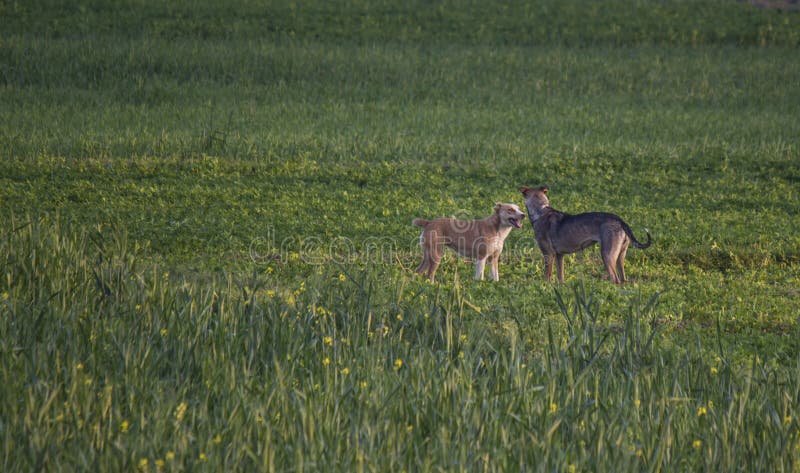 Baffa Pakistan Stock Photos - Free & Royalty-Free Stock Photos from ...