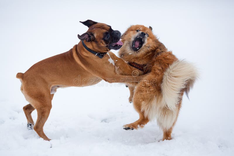 Two dogs in a fight stock photo. Image of fighting, barking - 28815526