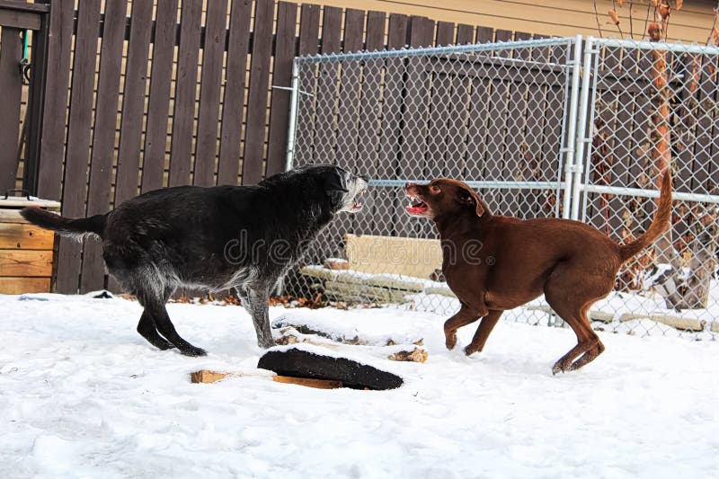 Two Dogs Fighting in a Backyard during Winter Stock Photo - Image of ...