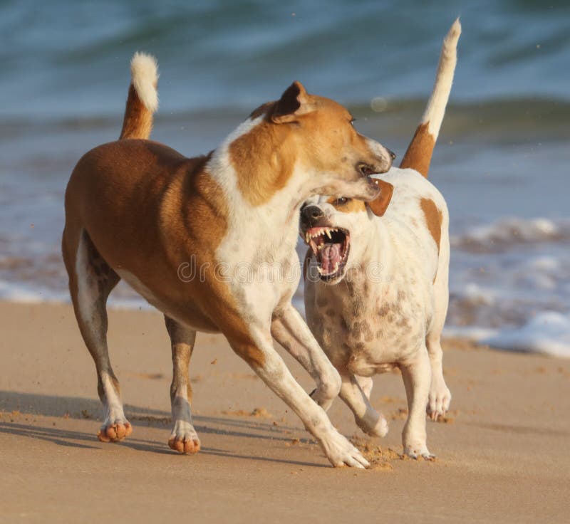 Two Dogs are Fighting on the Beach Stock Image - Image of dogs ...
