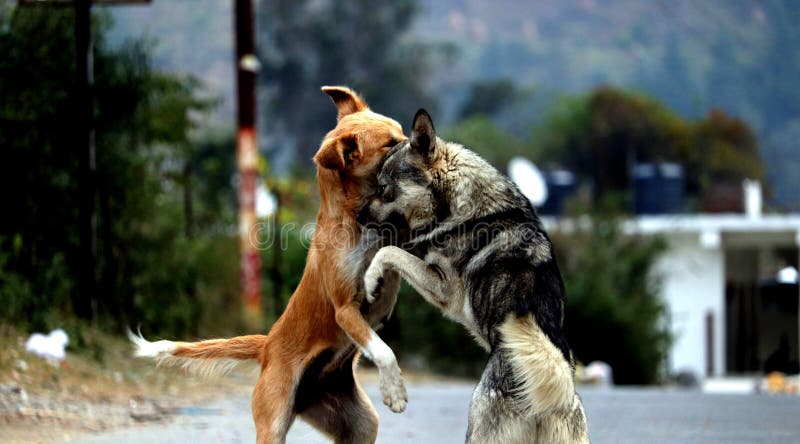 Why Do Dogs Fight Other Dogs