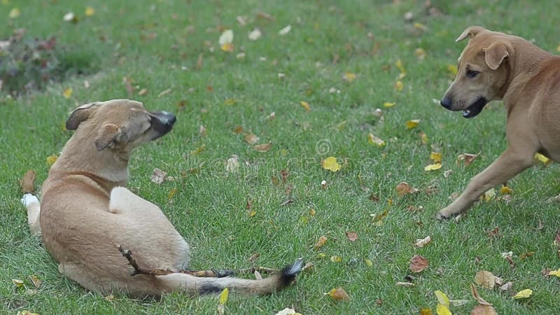 Two Dogs are Fighting Evil in the Park on the Grass. Stock Video ...