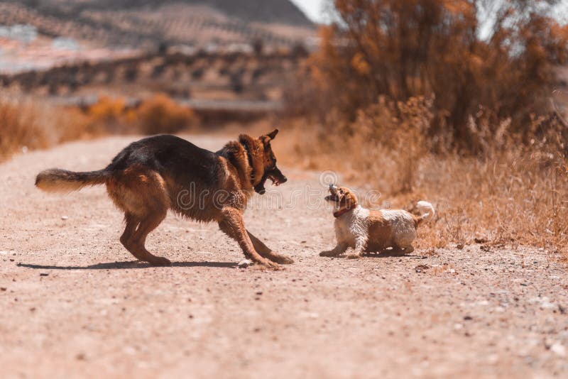 Two Dogs are Fighting Each Other Stock Image - Image of family, life ...