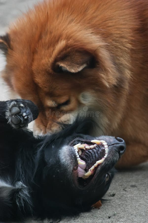 Two Dogs are Fighting Each Other Stock Image - Image of family, life ...