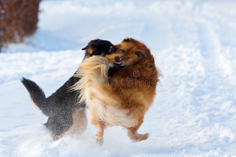 Two Dogs are Fighting Each Other Stock Image - Image of family, life ...