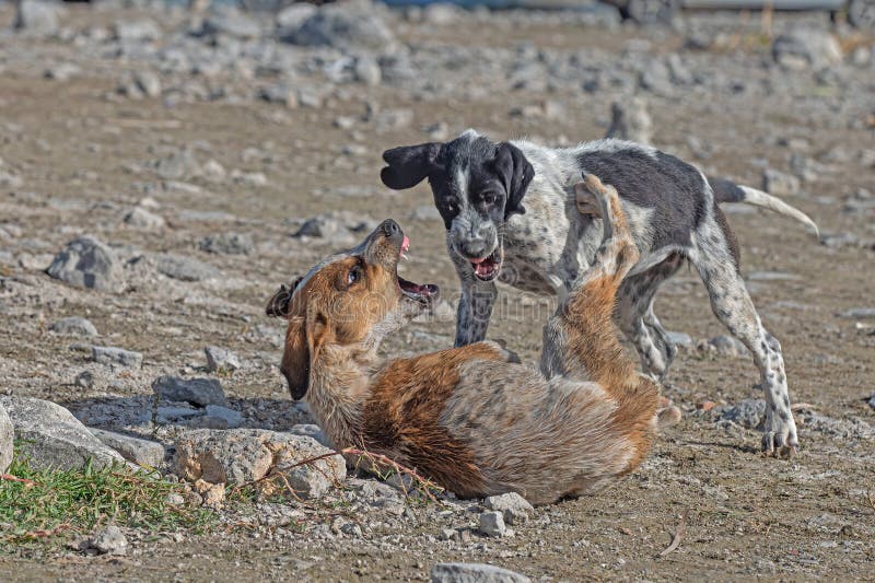 Two Dogs Fighting in the Street Stock Image - Image of outdoor, playing ...