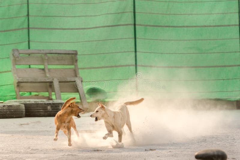 Puppies in the dog pound stock image. Image of domestic - 19710485