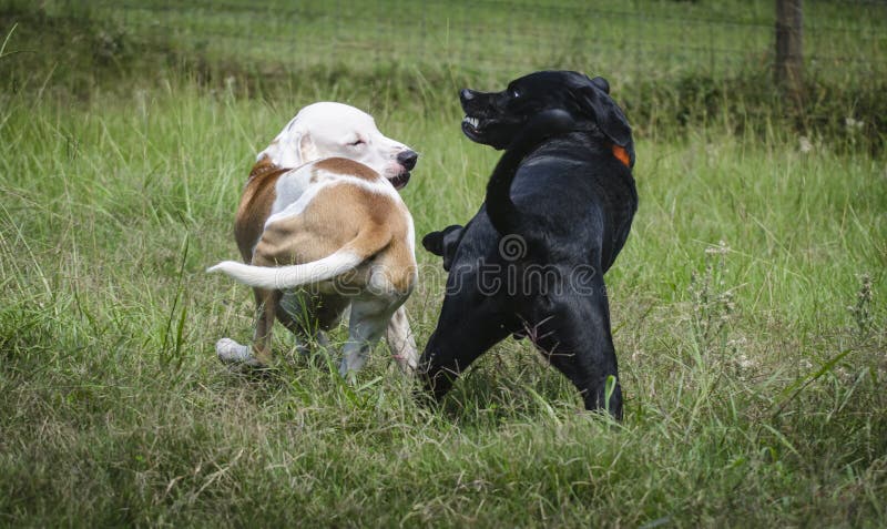 Two Dogs Goofing Off stock photo. Image of tease, dogs - 27293656