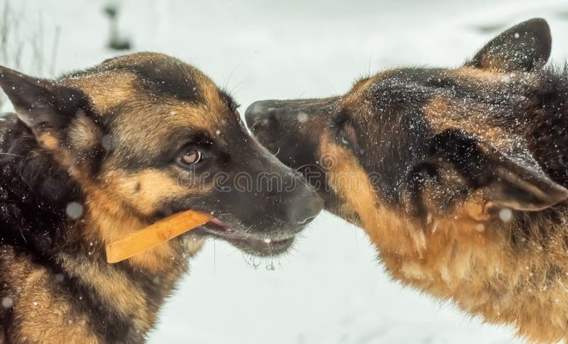 Two Dogs Grab a Stick. One Stick for Two Stock Photo - Image of stick ...