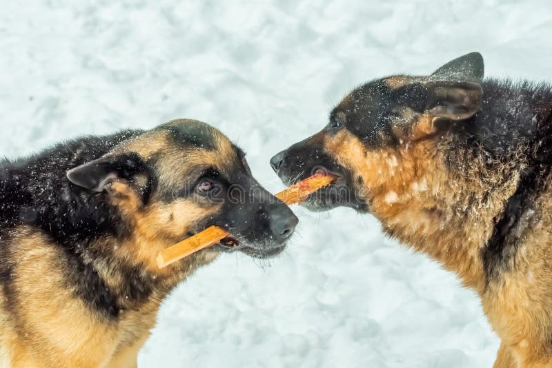 Two Dogs Grab a Stick. One Stick for Two Stock Photo - Image of anger ...
