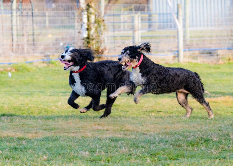 Dogs Happily Running in a Grassy Field Stock Photo - Image of greenery ...