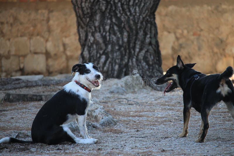 Two dogs stock photo. Image of little, pets, looking - 59101964