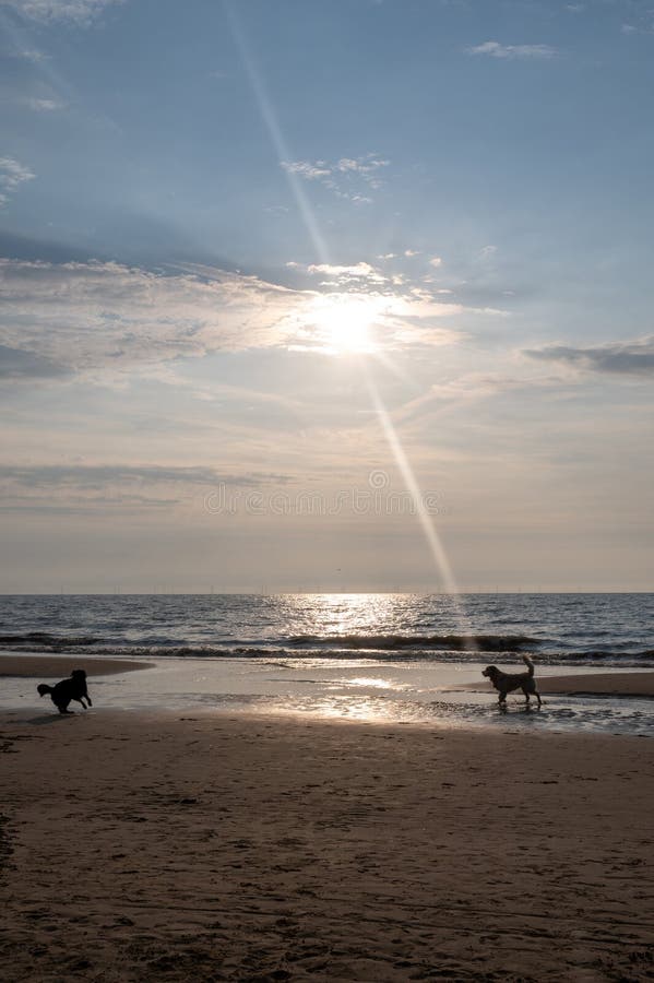 Two Dogs are Happy To Jump Around on the Beach at Sunset Stock Photo ...