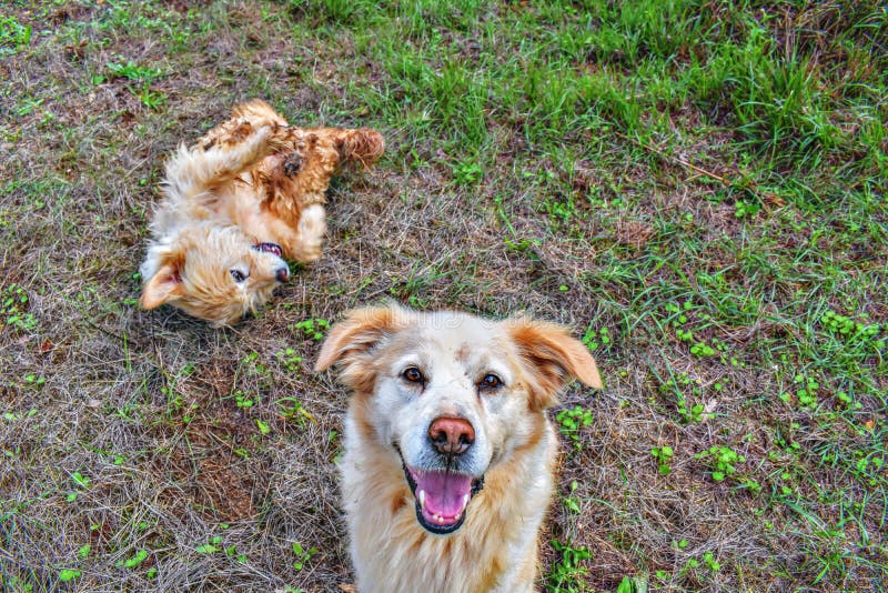 Two Dogs are Having Fun on a Beautiful Day. Stock Photo - Image of ...