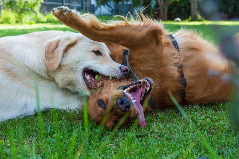 Two Dogs Having Fun and Play on the Ground Stock Photo - Image of doggy ...