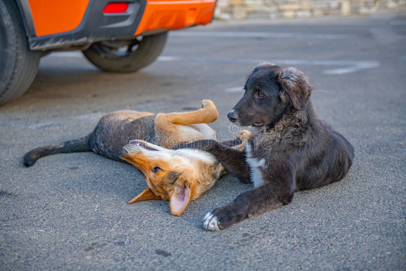 Two Dogs are Having Fun Playing on the Road Stock Photo - Image of ...
