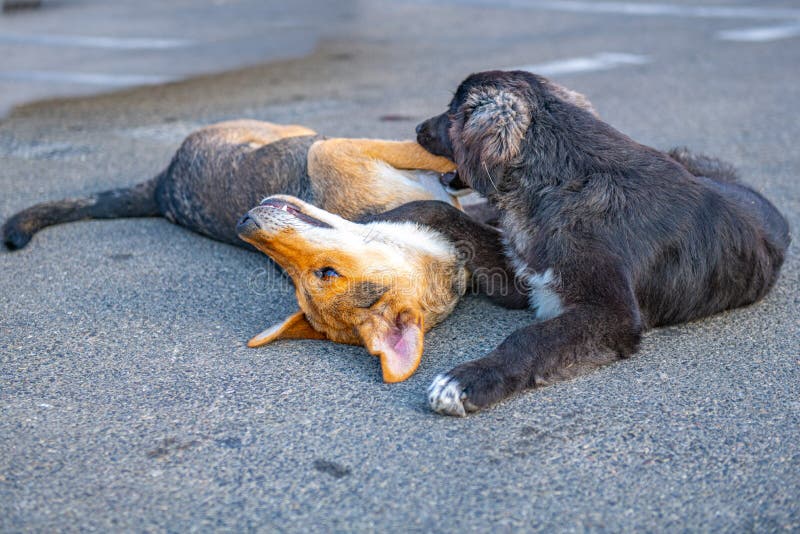 Two Dogs are Having Fun Playing on the Road Stock Photo - Image of ...