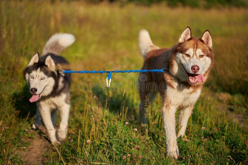 Two Dogs Having Fun Playing. Siberian Husky Escape Together. Stock ...