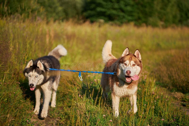 Two Dogs Having Fun Playing. Siberian Husky Escape Together. Stock ...
