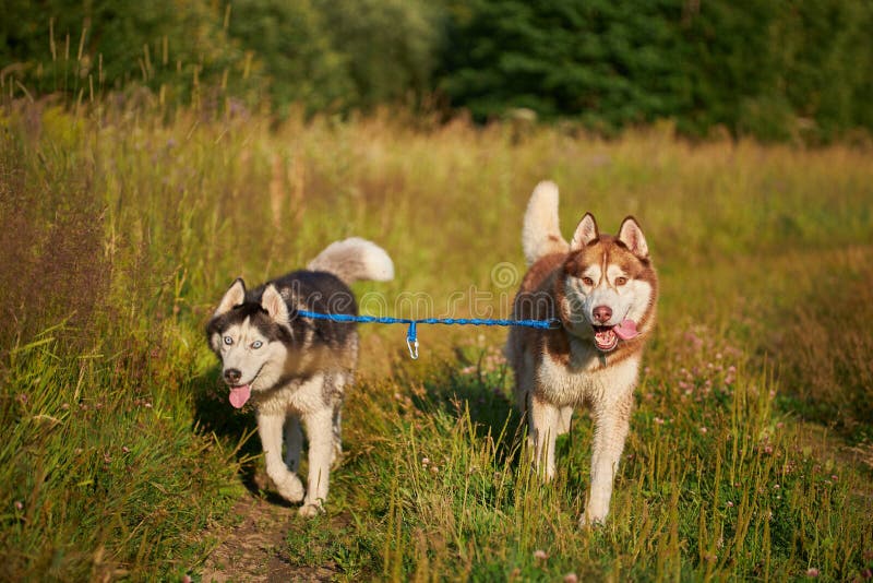 Two Dogs Having Fun Playing. Siberian Husky Escape Together. Stock ...