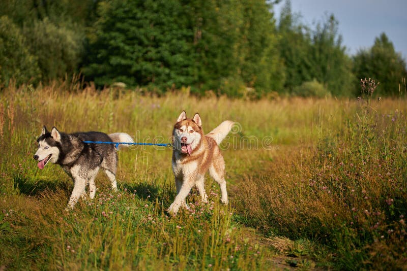 Two Dogs Having Fun Playing. Siberian Husky Escape Together. Stock ...