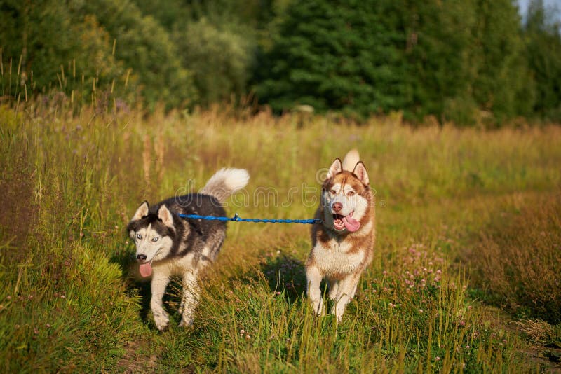 Two Dogs Having Fun Playing. Siberian Husky Escape Together. Stock ...