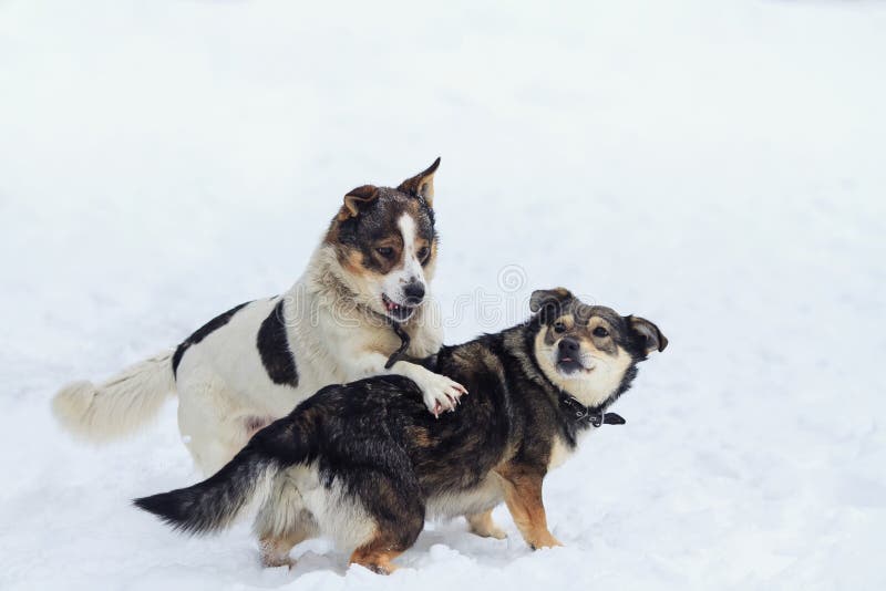Two Dogs Having Fun Playing in the Snow Stock Photo - Image of fanny ...