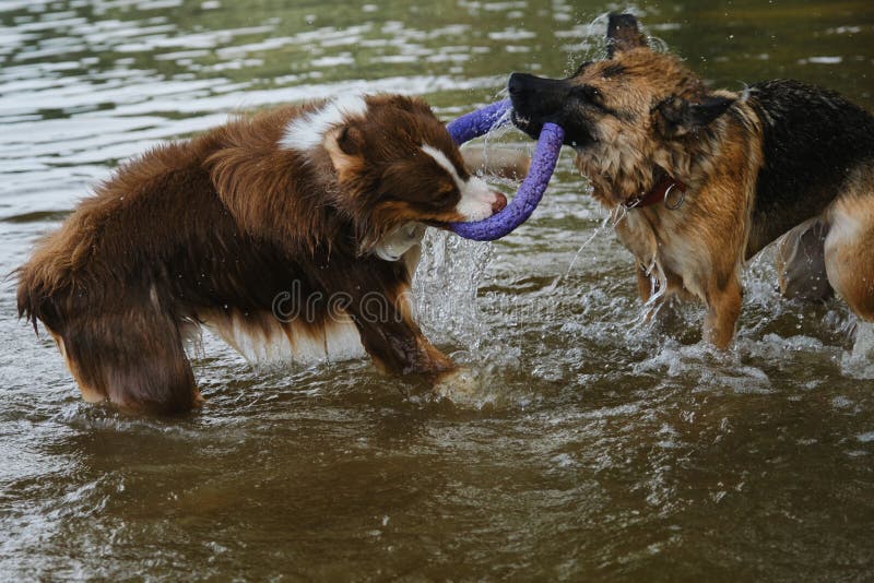 Two Dogs Having Fun Playing Tug of War Puller in Water and Spray Flying ...