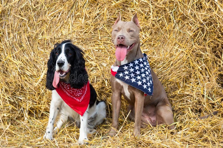 Two dogs at a haystack stock photo. Image of autumn - 123845264