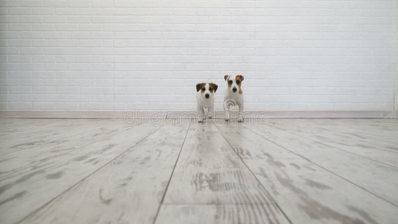 Two dogs sitting at home stock footage. Video of canine - 150486064