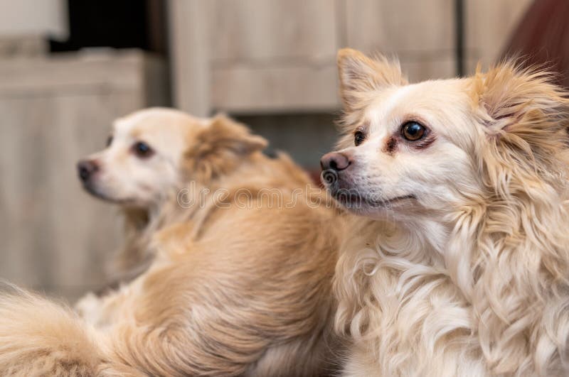 Two Dogs at Home, Light Brown Color Stock Photo - Image of portrait ...