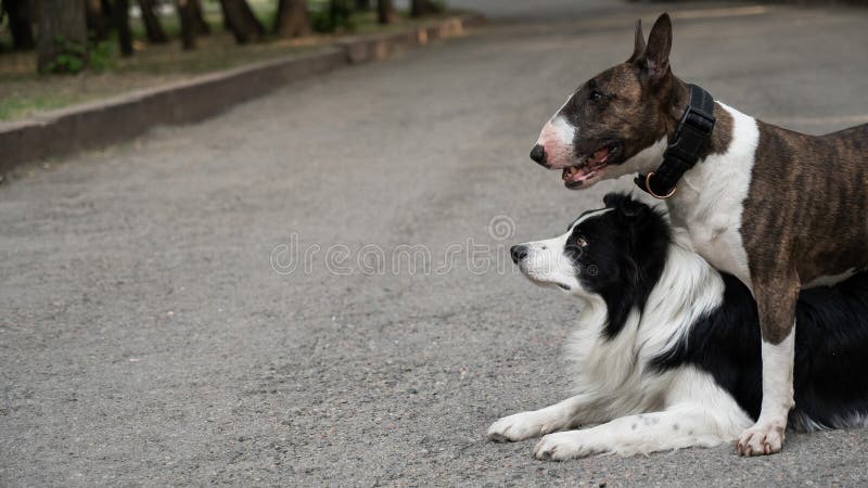Two Dogs are Hugging on a Walk. Border Collie and Bull Terrier. Stock ...
