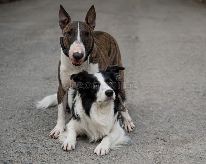 Two Dogs are Hugging on a Walk. Border Collie and Bull Terrier. Stock ...