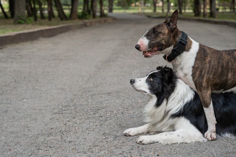 Two Dogs are Hugging on a Walk. Border Collie and Bull Terrier. Stock ...