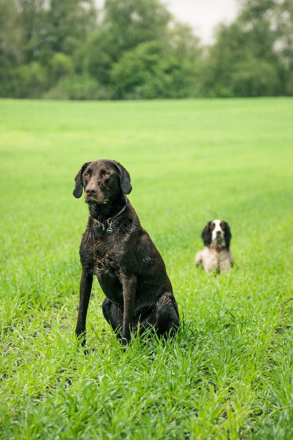 Two dogs in the garden stock photo. Image of hide, guard - 18641402