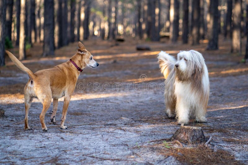 Dogs Interacting in a Forest with Sunlight Filtering through the Trees ...