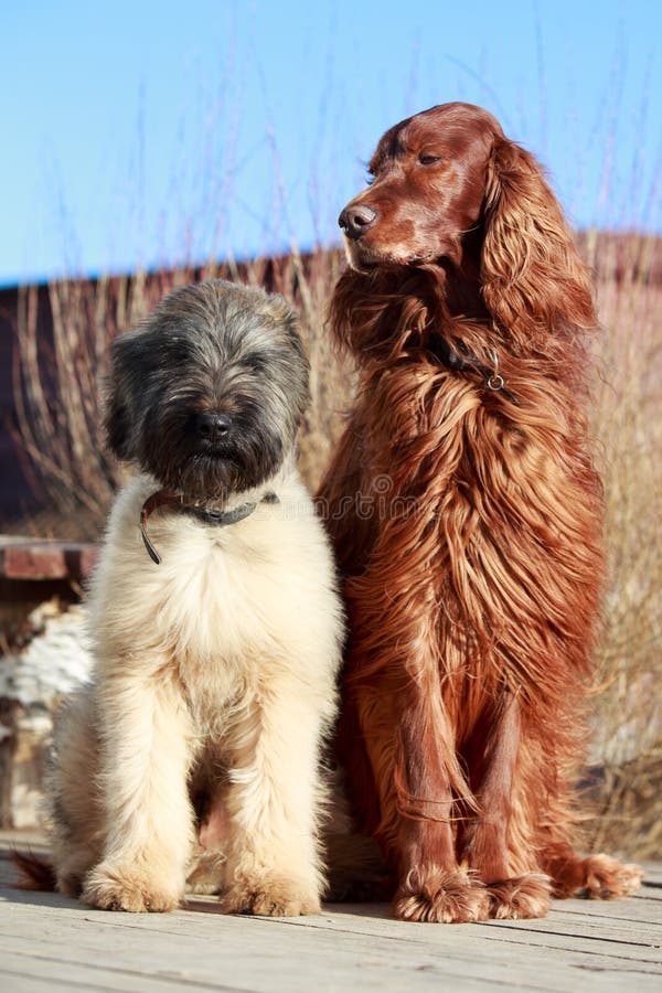 Two dogs stock photo. Image of yellow, nature, little - 30813876