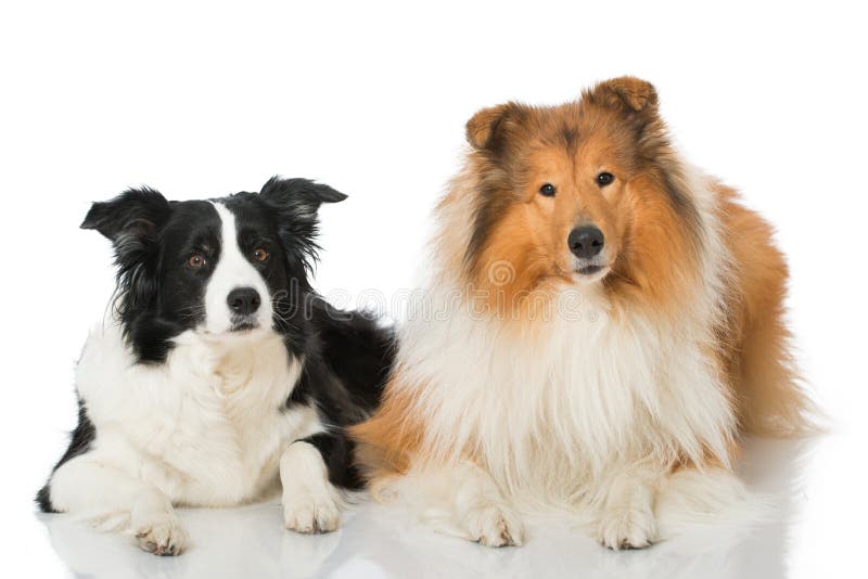 Cute pair of dogs stock image. Image of blue, pets, tilted - 9885881