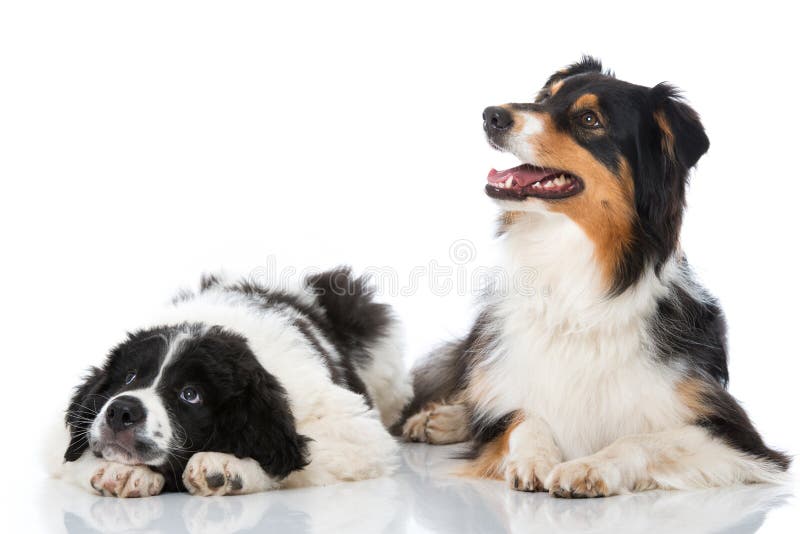 Two dogs stock photo. Image of funny, animal, young, friendship - 79999802