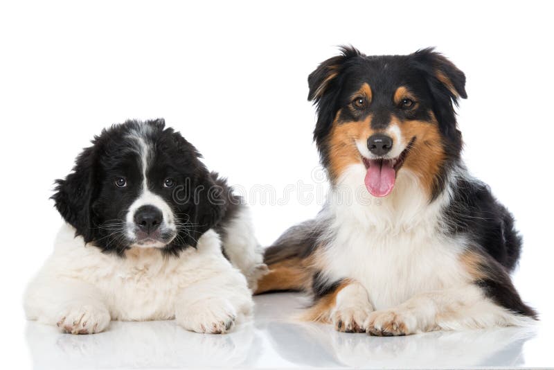 Two dogs stock image. Image of animal, breed, funny, isolated - 79999825