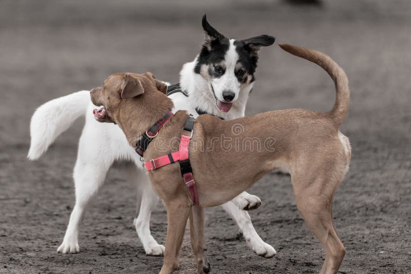Two Dogs Playing Around Side by Side Stock Photo - Image of outdoors ...